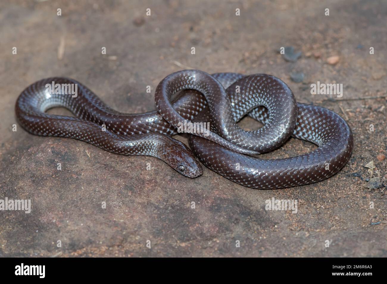 Cape Wolf Snake (Lycophidion capense Stock Photo - Alamy
