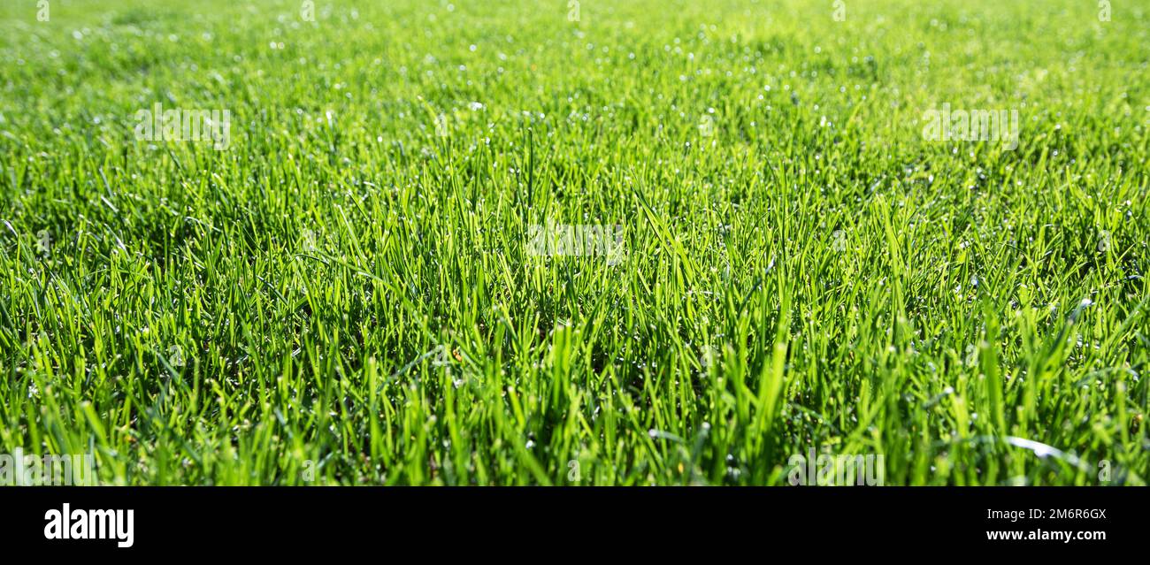 Grass texture horizontal hi-res stock photography and images - Alamy