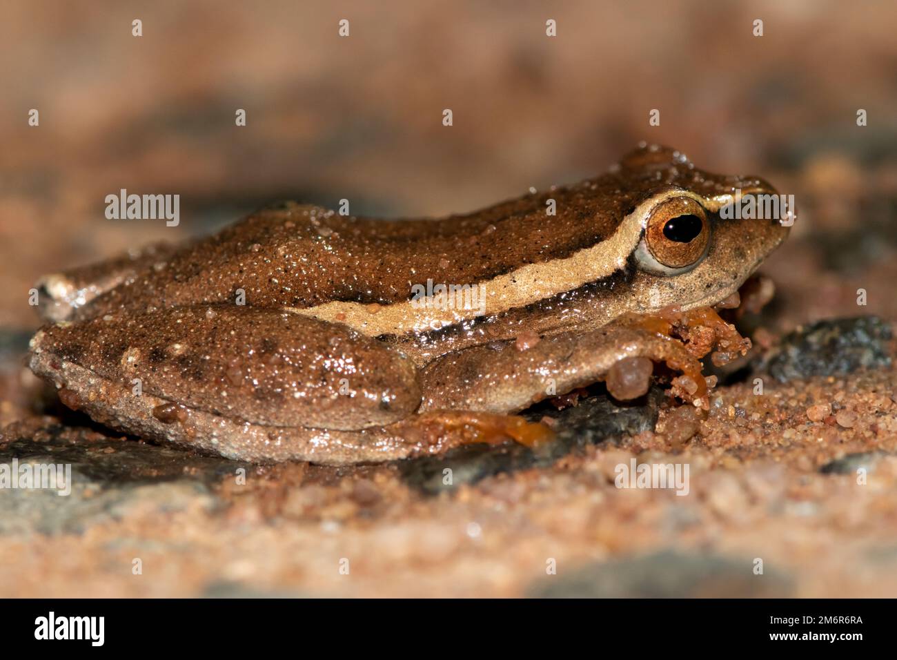 Yellow-striped reed frog (Hyperolius semidiscus Stock Photo - Alamy