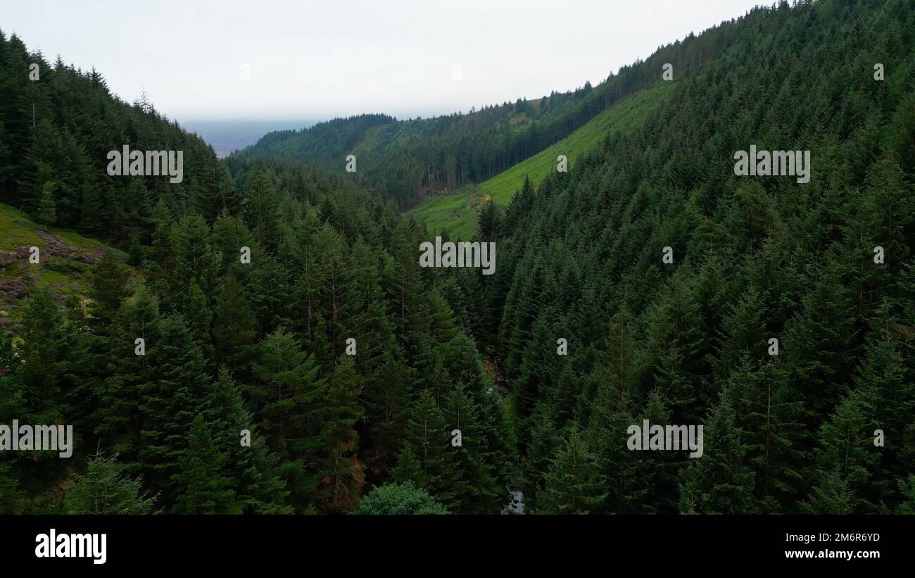 Flying over a fir forest - pine trees from above - travel photography ...