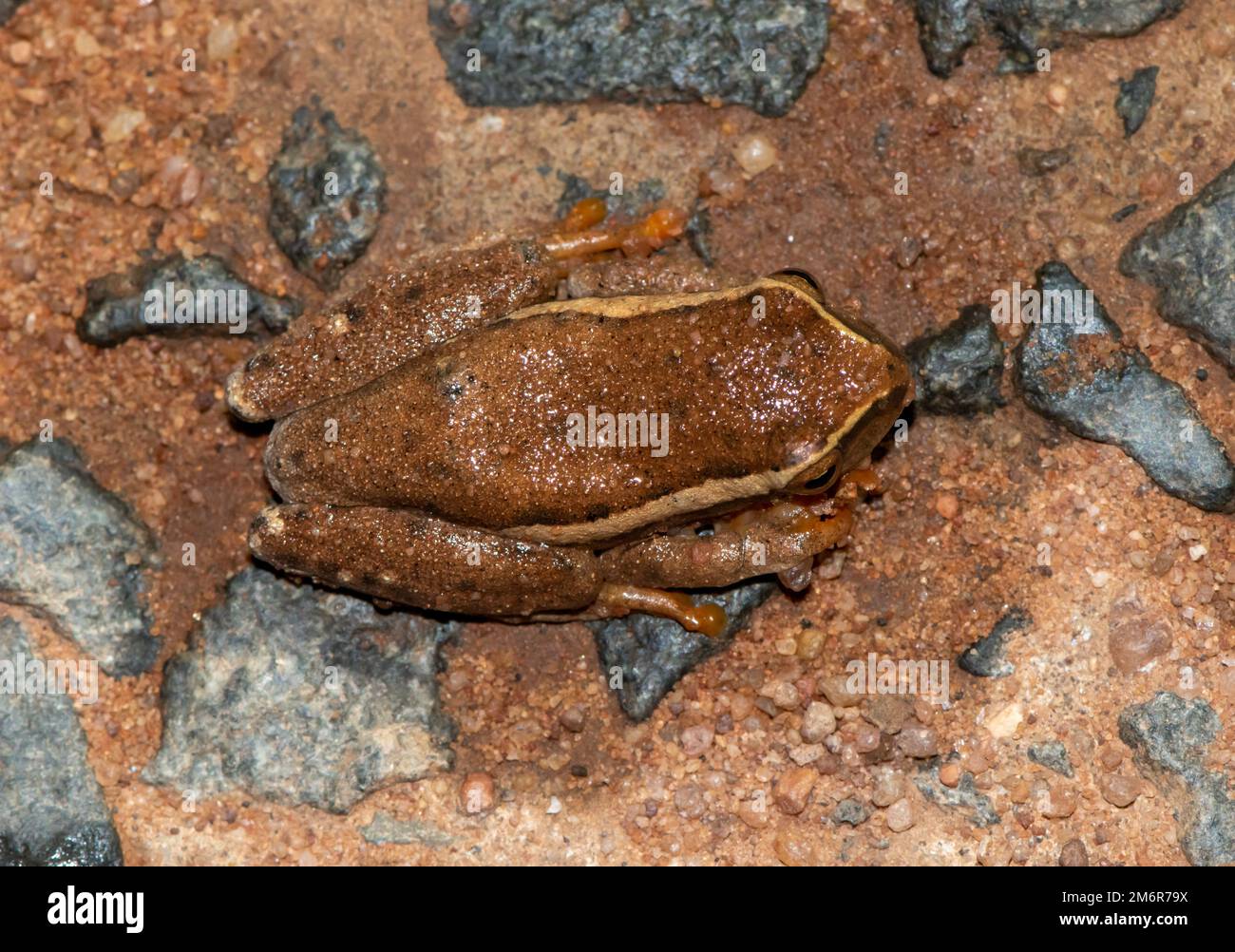 Yellow-striped reed frog (Hyperolius semidiscus Stock Photo - Alamy