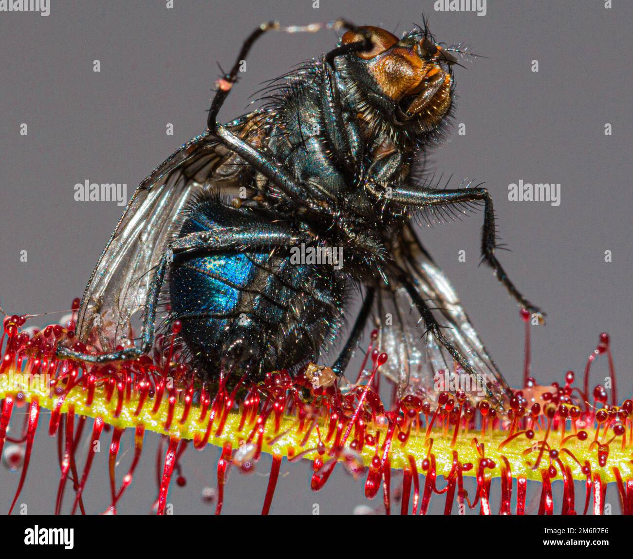 A bluebottle fly captured by the sticky tentacles of a Cape Sundew ...