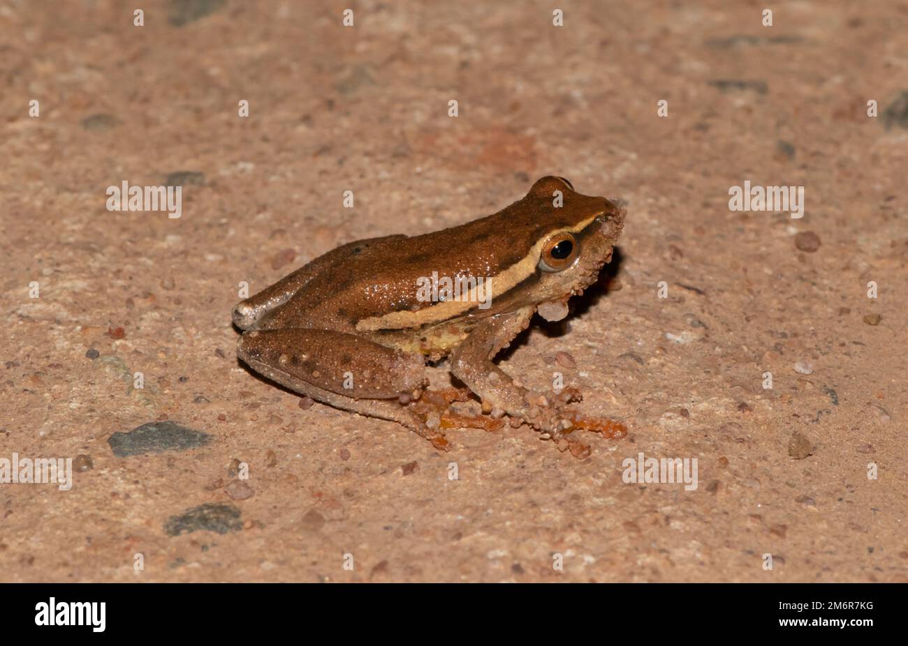Yellow-striped reed frog (Hyperolius semidiscus Stock Photo - Alamy