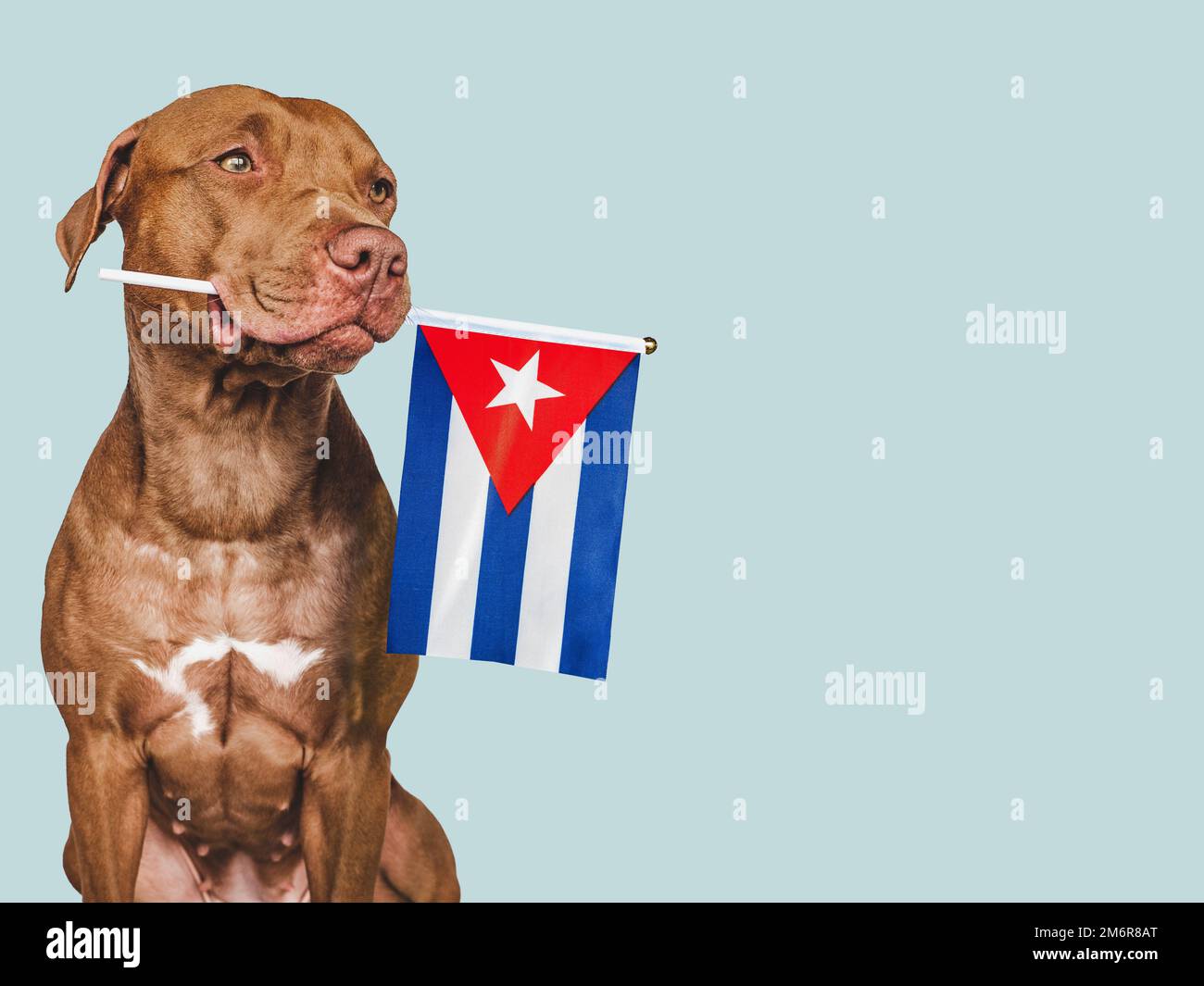 National dog of cuba hi-res stock photography and images - Alamy