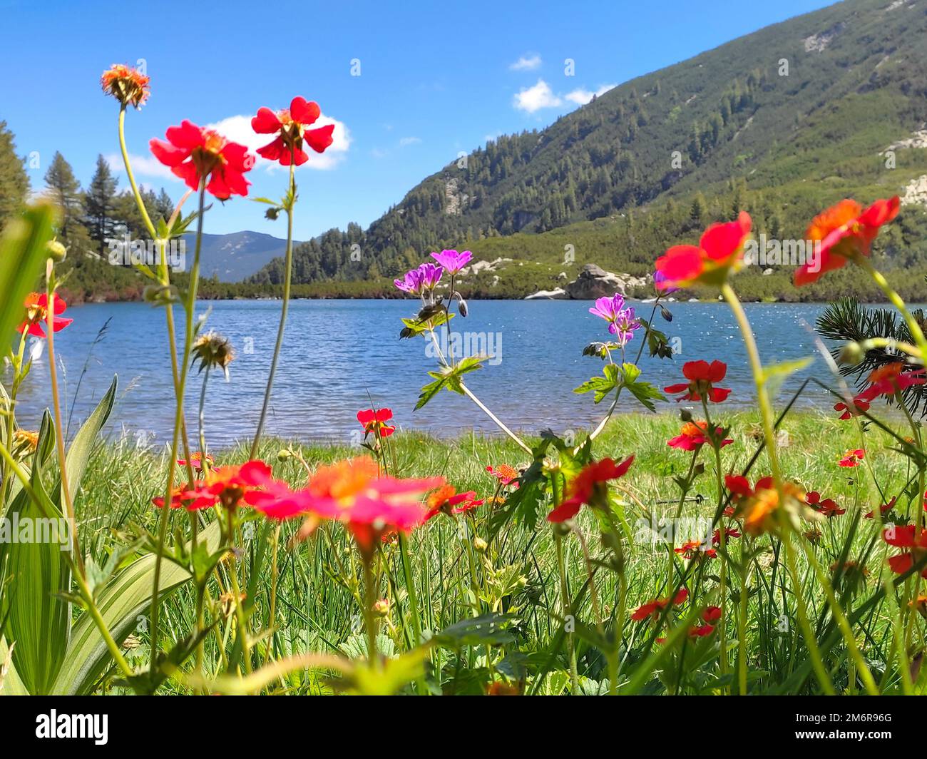 Flowers bulgaria hi-res stock photography and images - Alamy