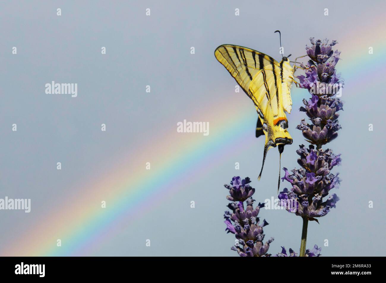 Papilio podalirius or scarce swallowtail butterfly on a flowering ...