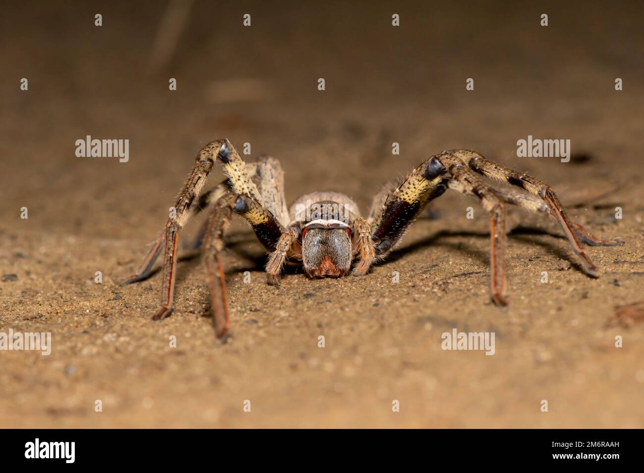 Common rain spider (Palystes superciliosus Stock Photo - Alamy