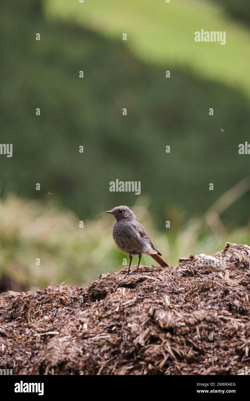 A vertical shot of a black redstart bird perched on a dirt mound Stock ...