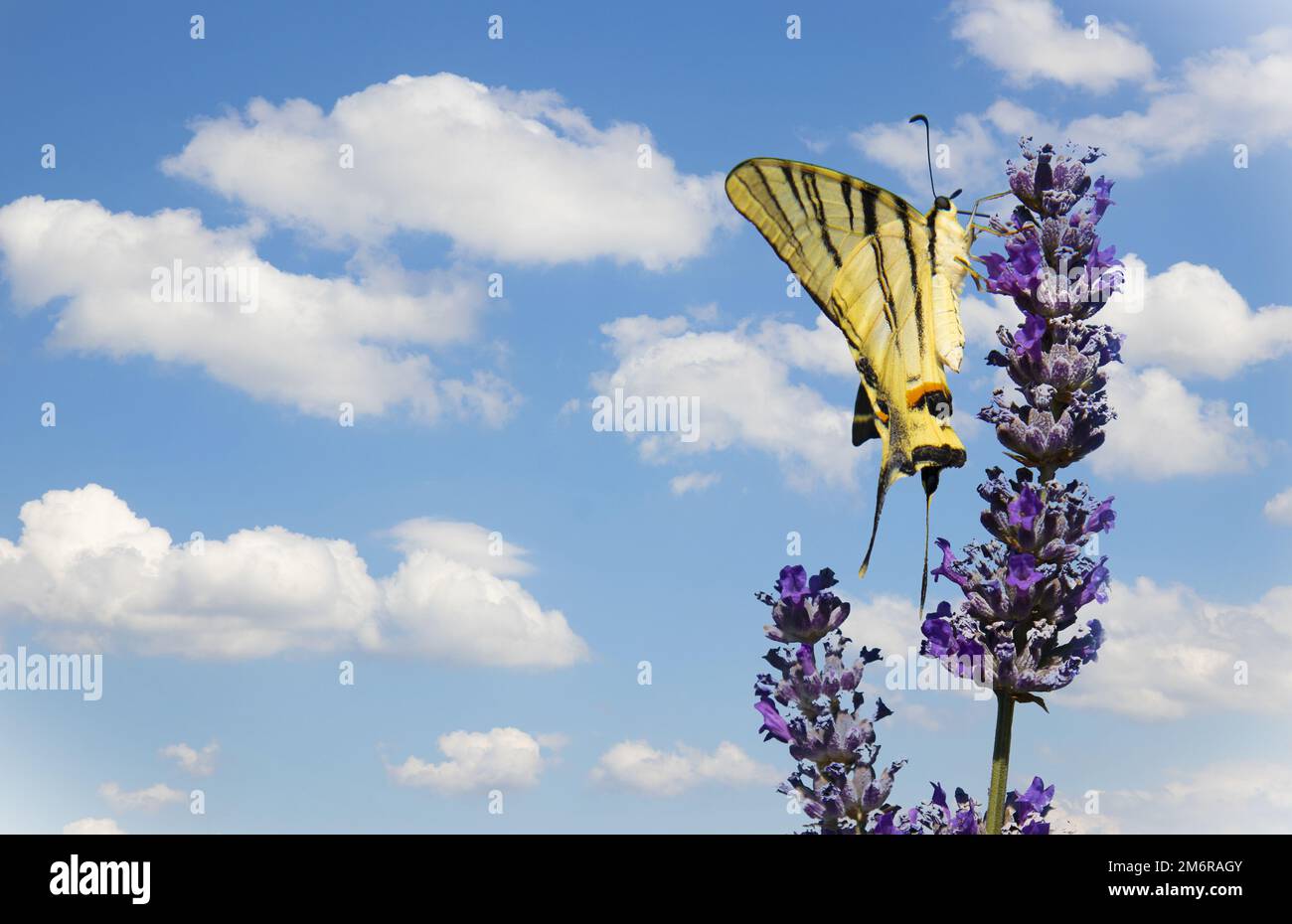 Papilio podalirius or scarce swallowtail butterfly on a flowering ...