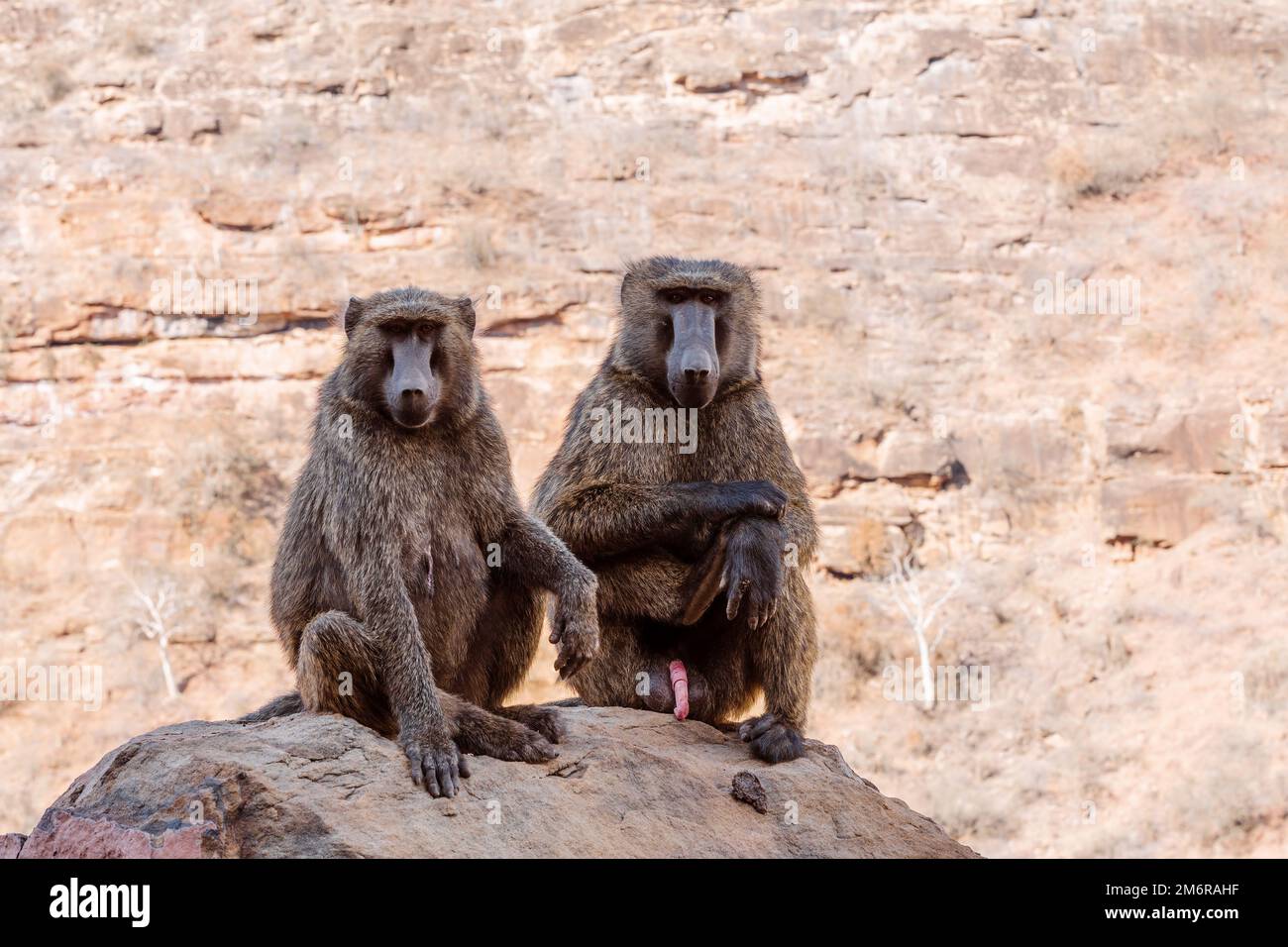 Chacma baboon family, Ethiopia, Africa wildlife Stock Photo - Alamy