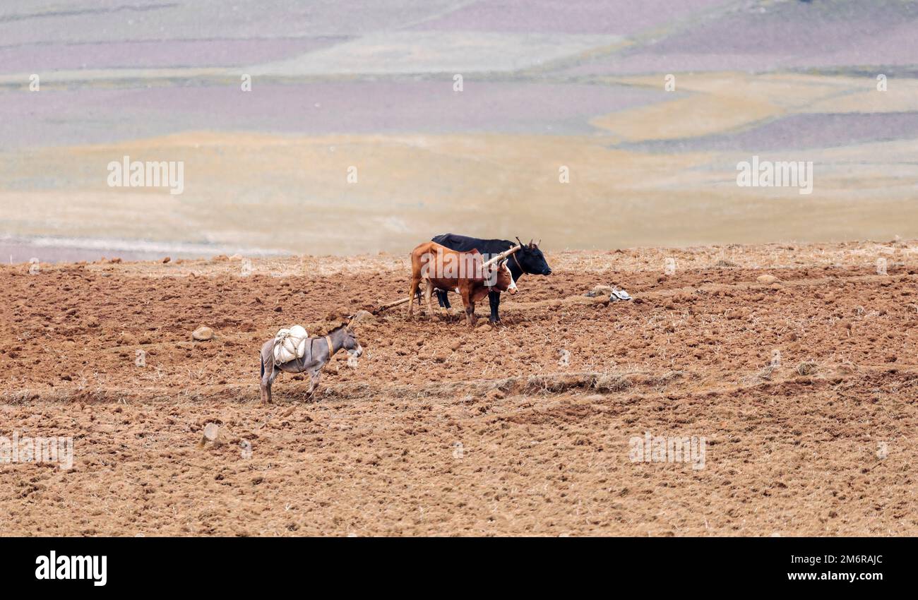 Ethiopian famine hi-res stock photography and images - Alamy