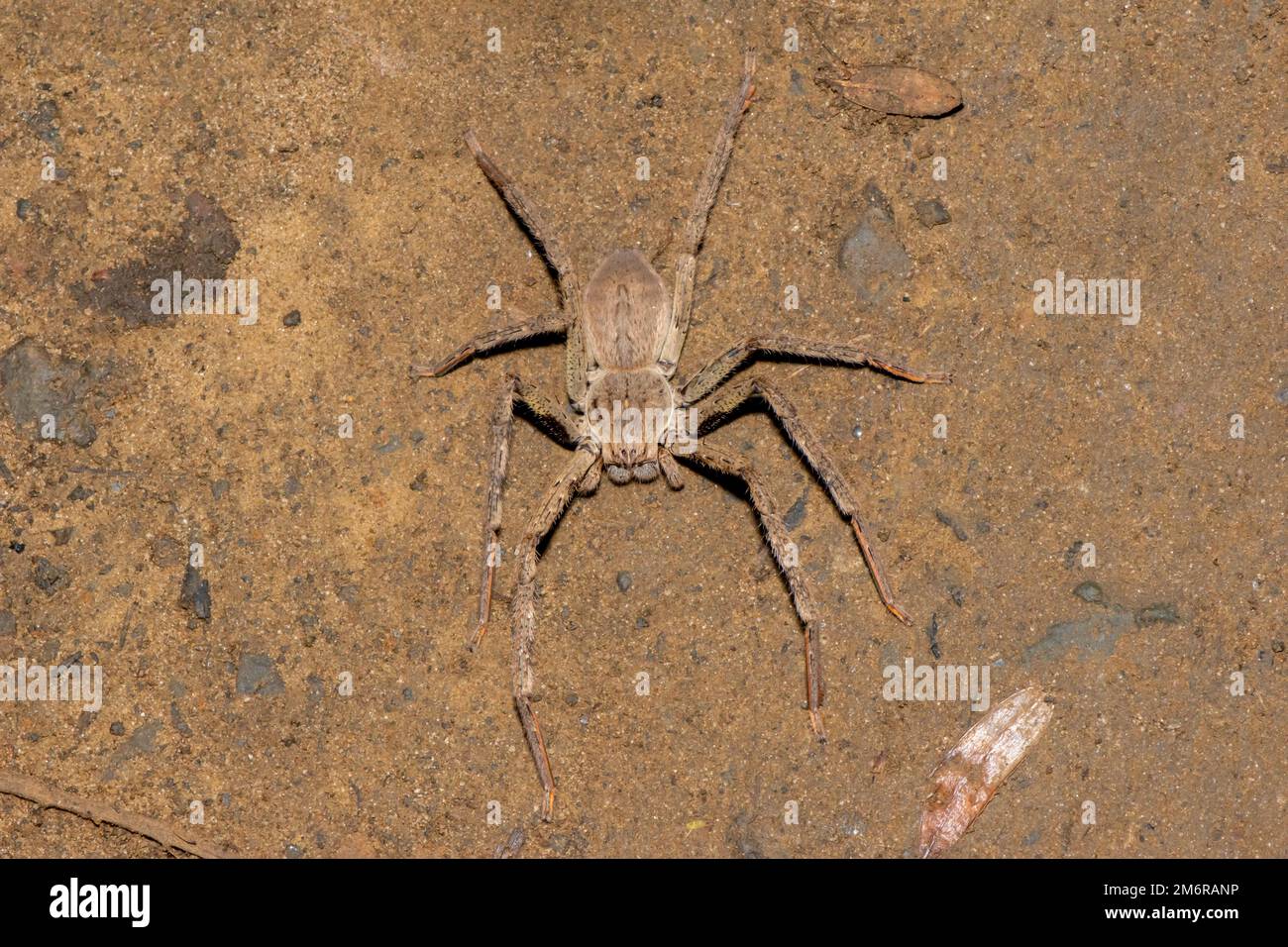 Common rain spider (Palystes superciliosus Stock Photo - Alamy