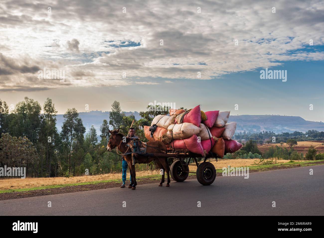 Man with donkey cart hi-res stock photography and images - Alamy