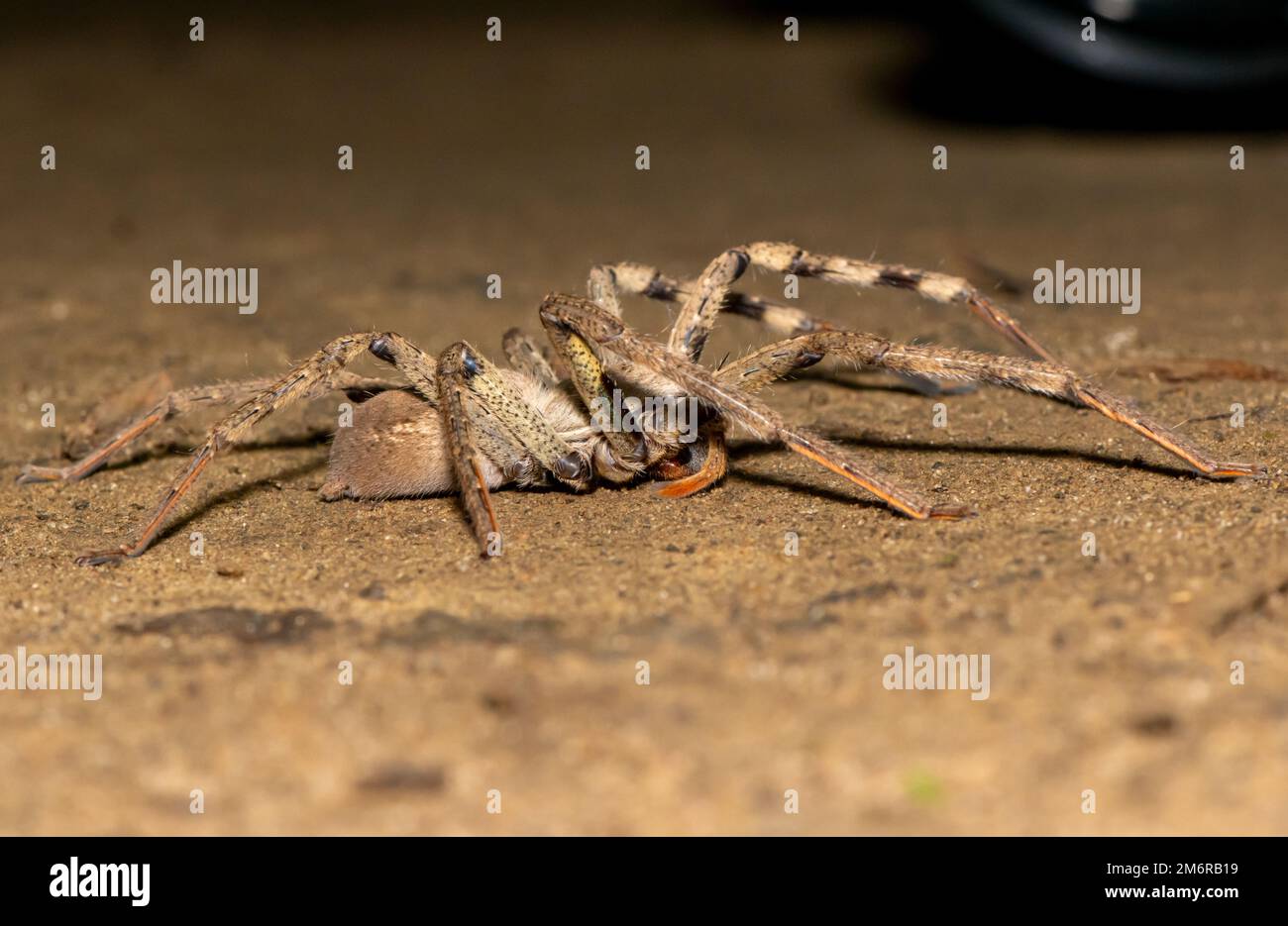 Common rain spider (Palystes superciliosus Stock Photo - Alamy