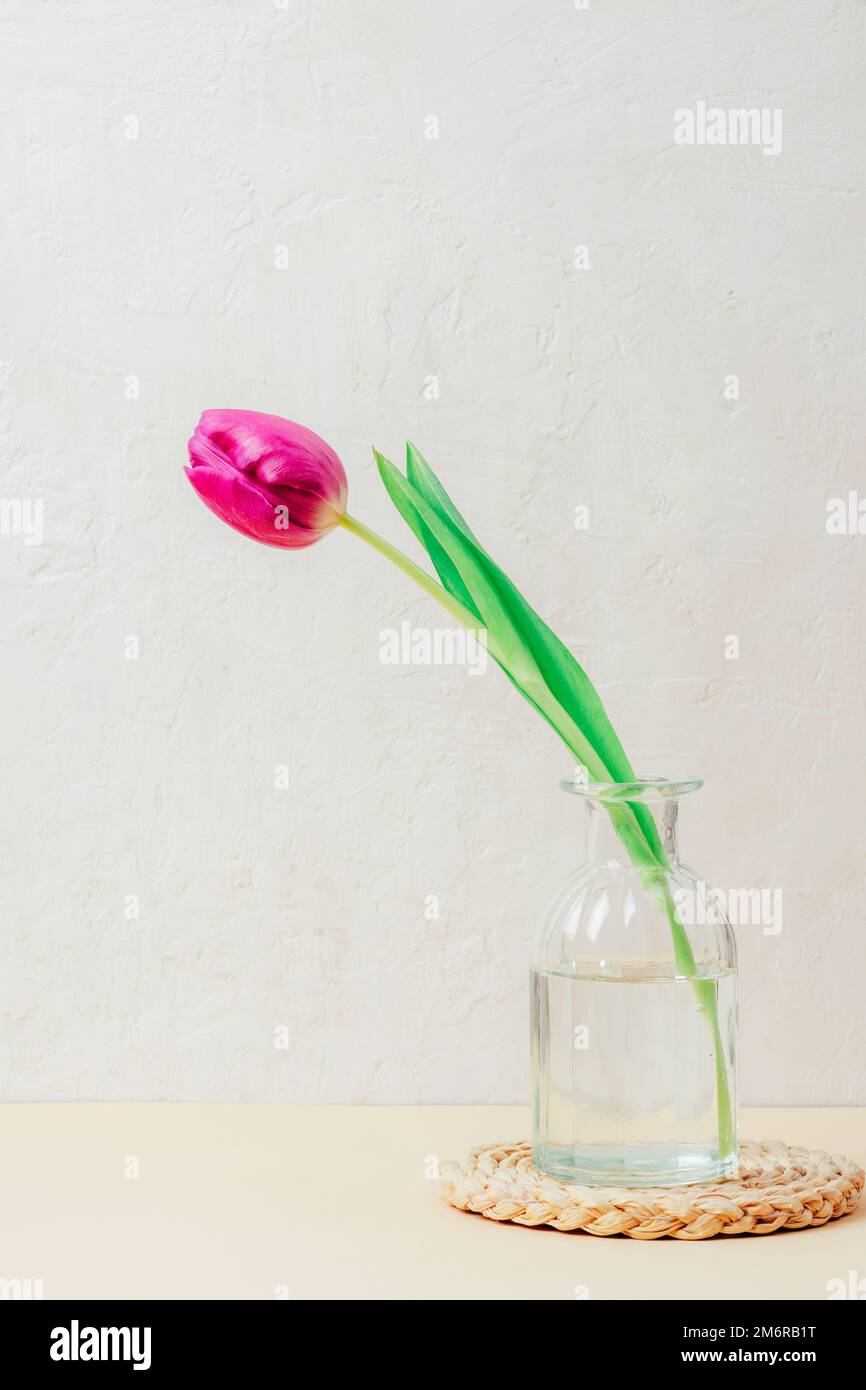 Single tulip flower in glass vase on a beige table against white ...