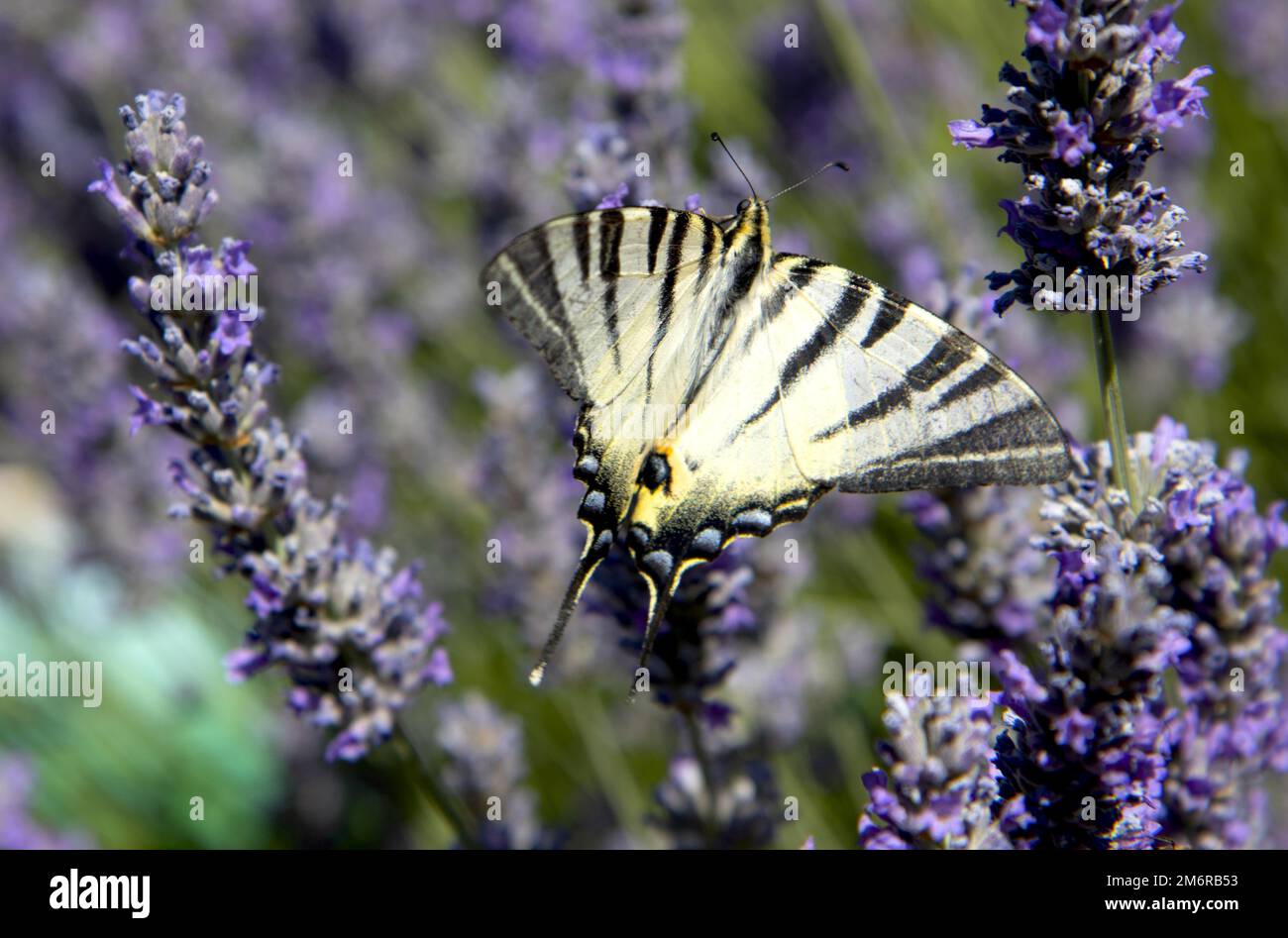 Papilio podalirius or scarce swallowtail butterfly on a flowering ...