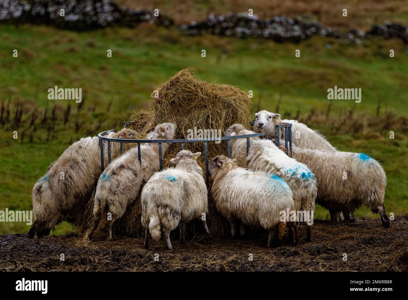 Hill sheep eating at a winter feed station, World's End, Minera ...