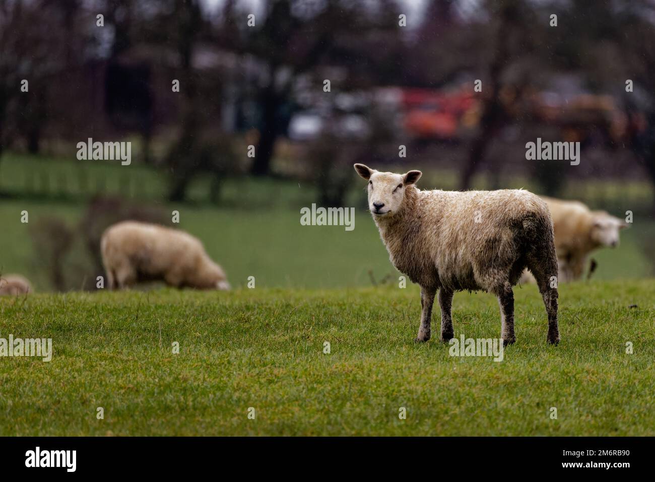 Sheep grazing on farmland hi-res stock photography and images - Alamy