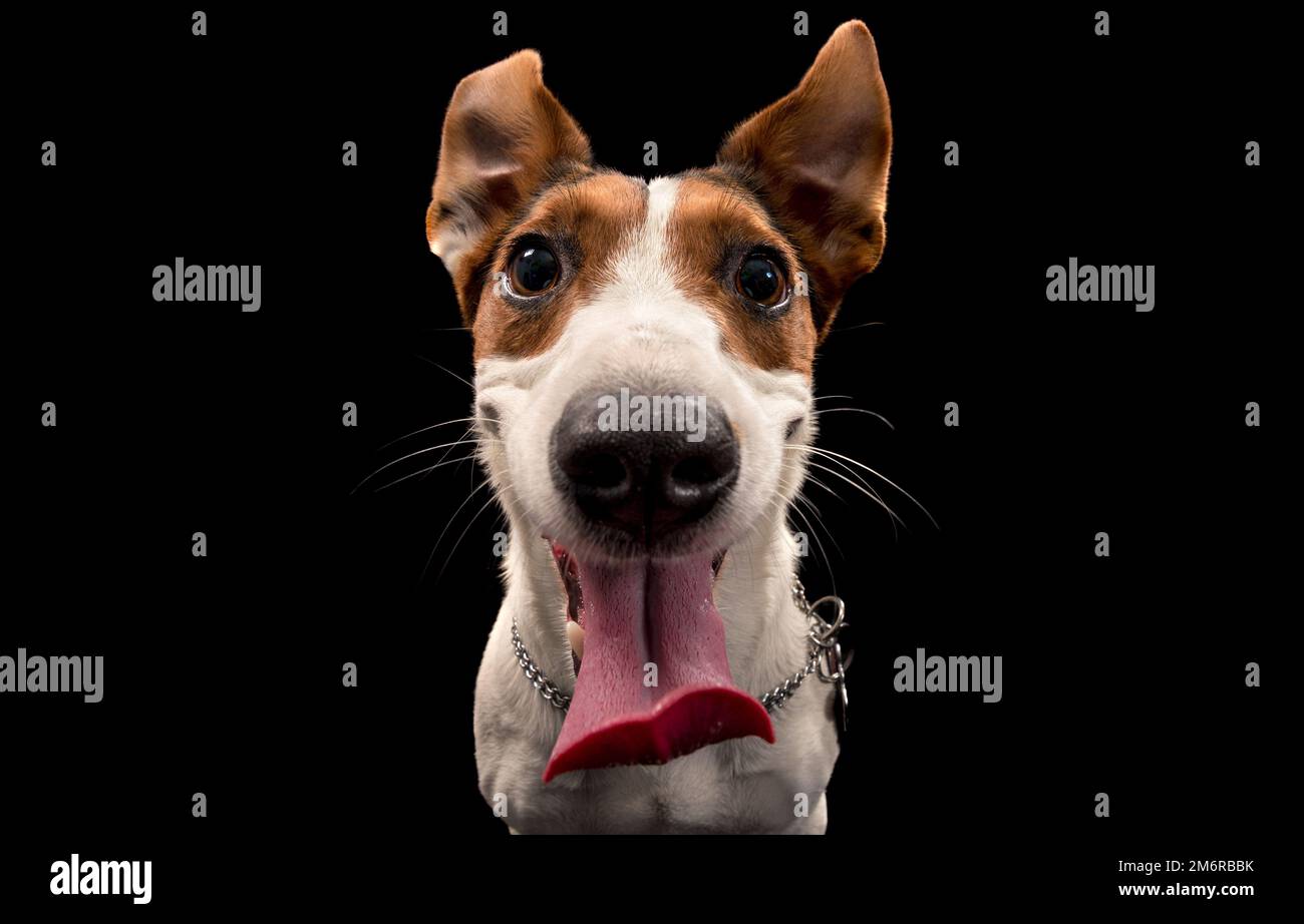 dog portraits happy Stock Photo - Alamy