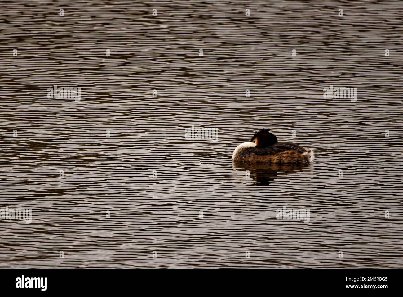 Great Crested Grebe (Podiceps cristatus) sleeping whilst afloat Stock ...