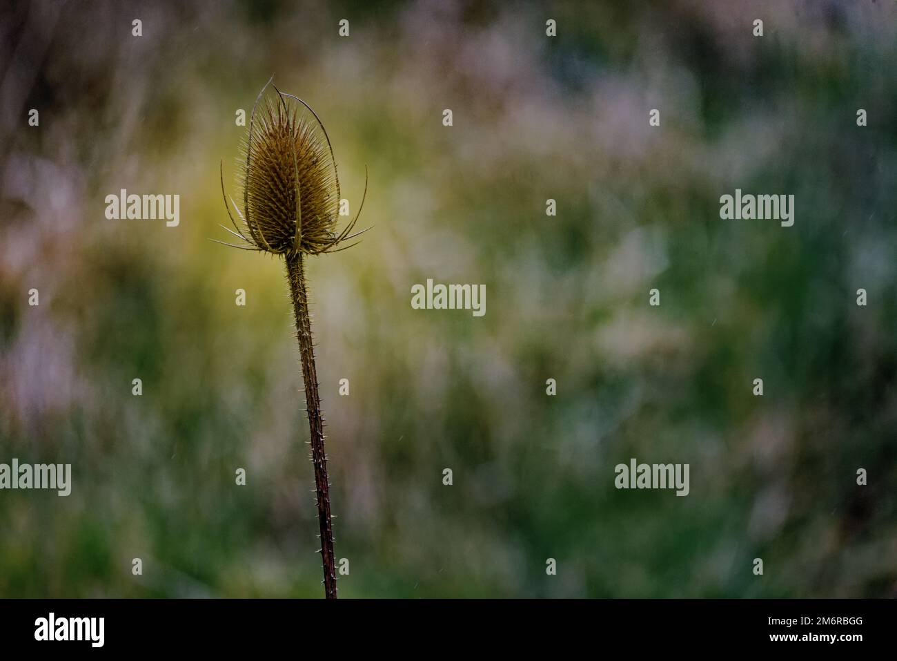 Solitary Teasel (Dipsacus fullonum) seed head on a long stalk Stock ...