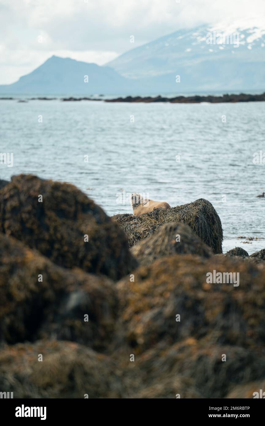 Ytri tunga beach seals hi-res stock photography and images - Alamy