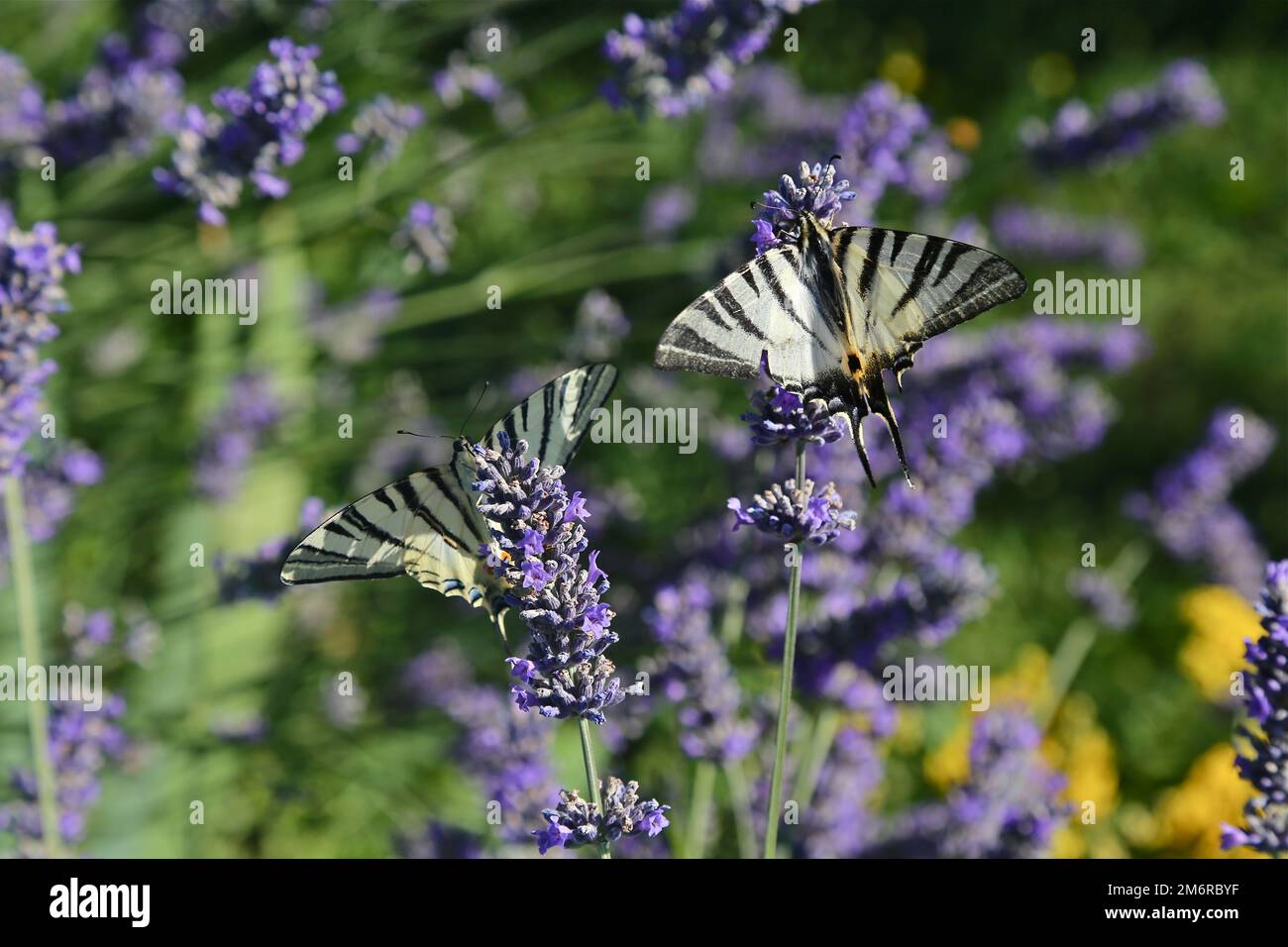 Papilio Podalirius Or Scarce Swallowtail Butterfly On A Flowering