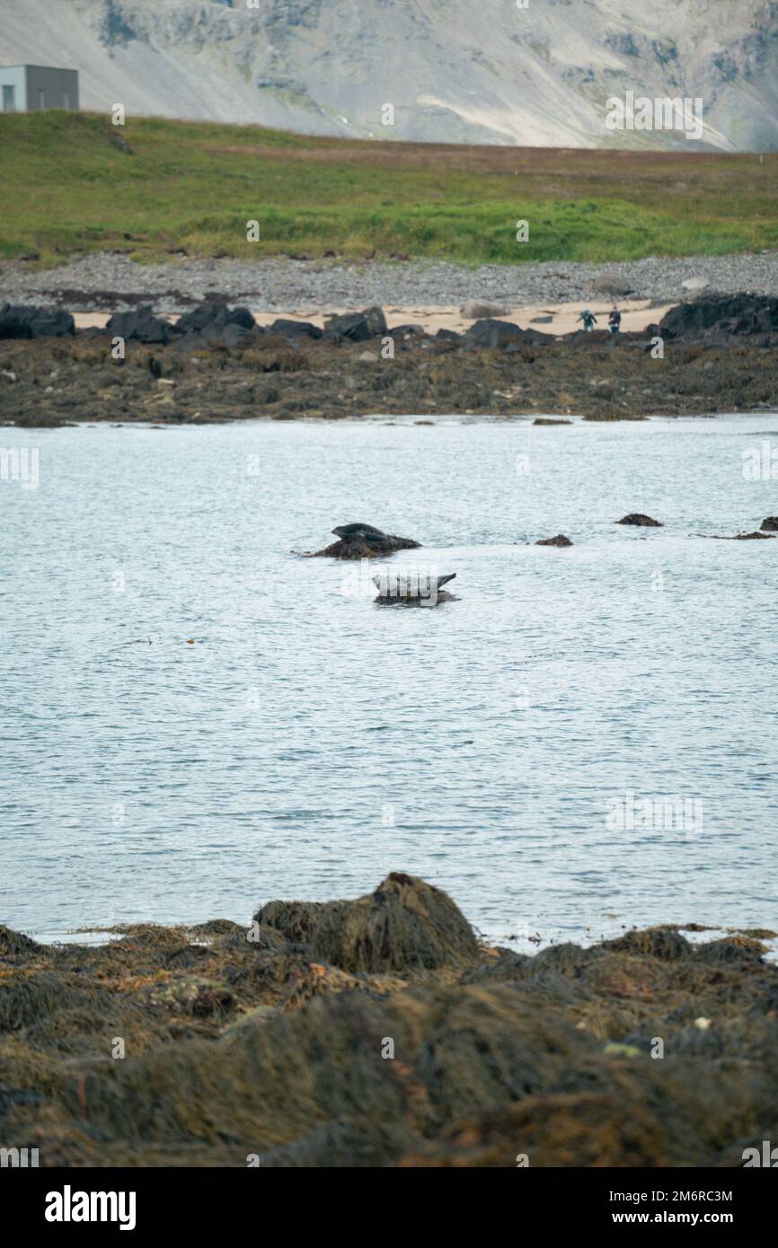 Seals Bathing in Sun at Ytri Tunga Beach in Iceland Stock Photo - Alamy