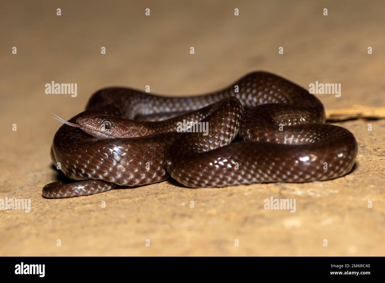 Cape Wolf Snake (Lycophidion capense Stock Photo - Alamy