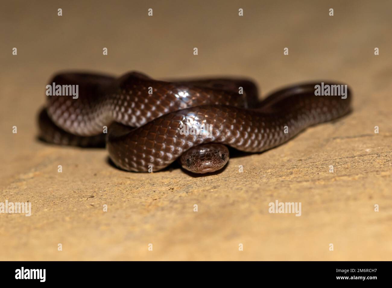 Cape Wolf Snake (Lycophidion capense Stock Photo - Alamy