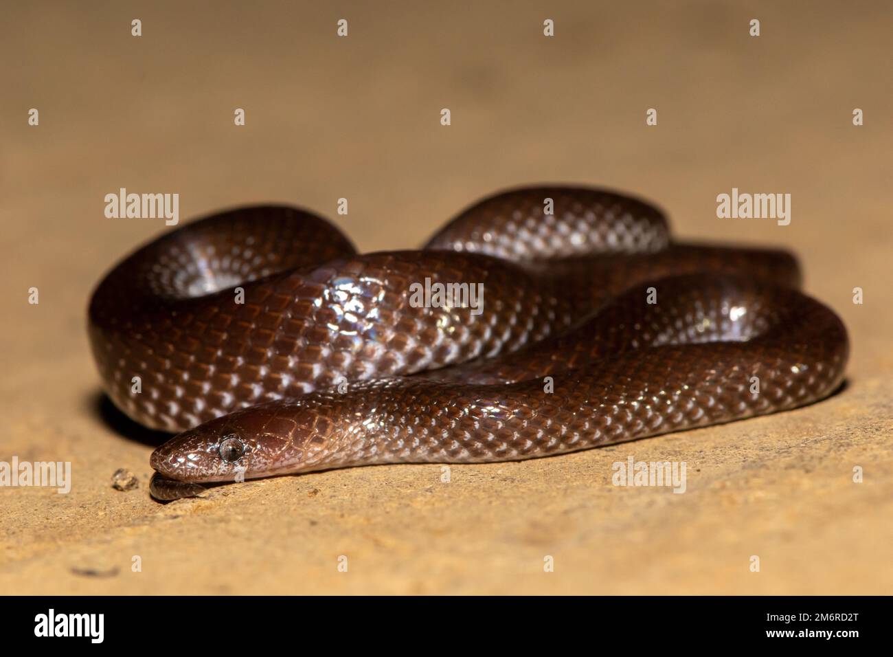 Cape Wolf Snake (Lycophidion capense Stock Photo - Alamy