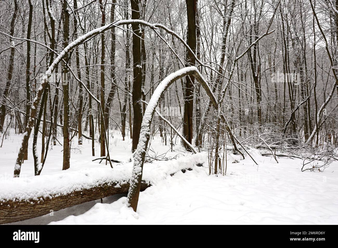 Forest in winter, snow covered tree trunks and branches. Nature after ...