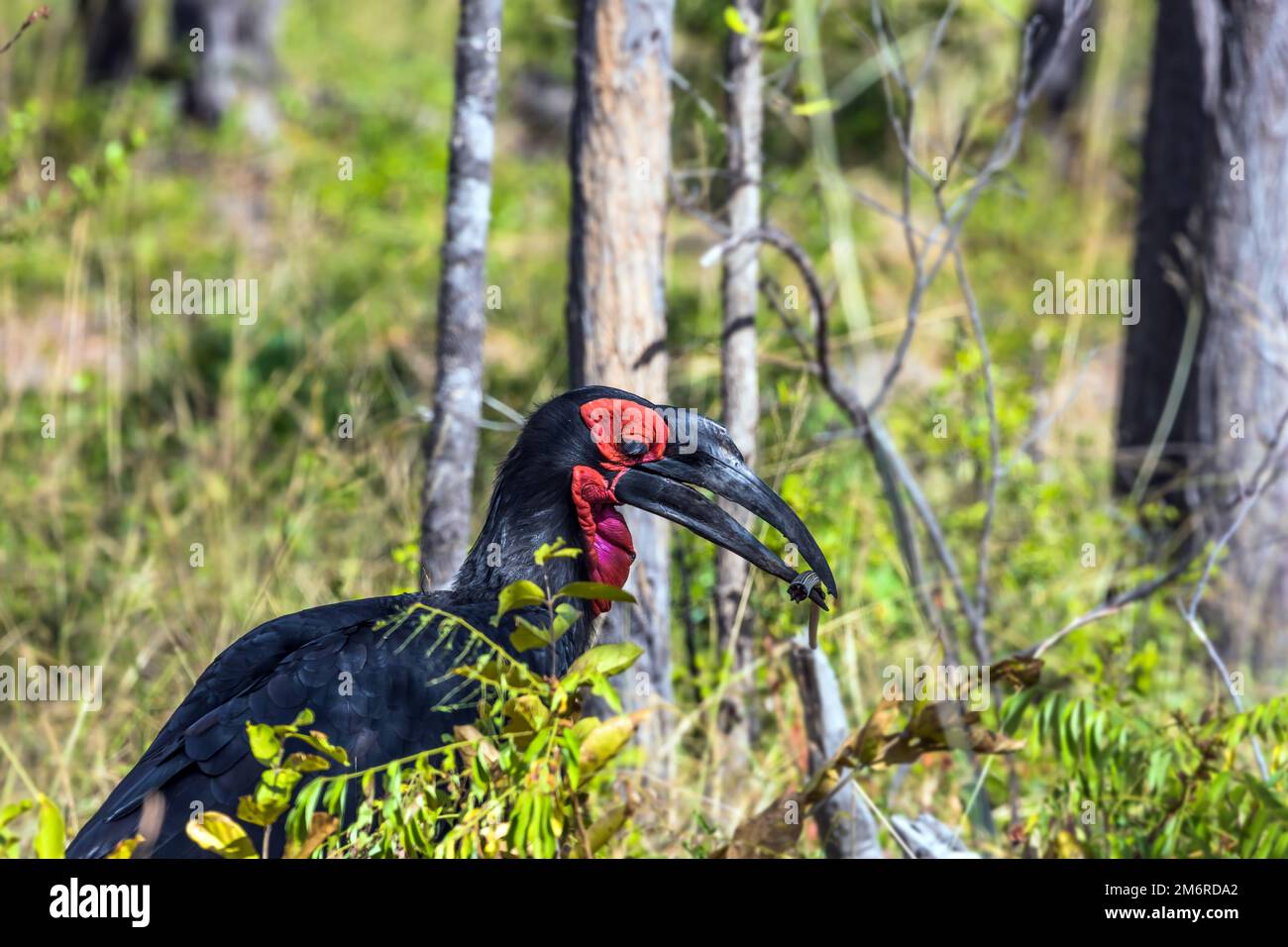 Large night bird Stock Photo - Alamy
