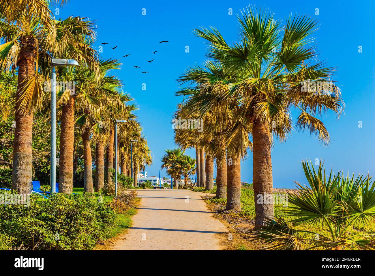 Flock of migratory birds flies over path Stock Photo - Alamy