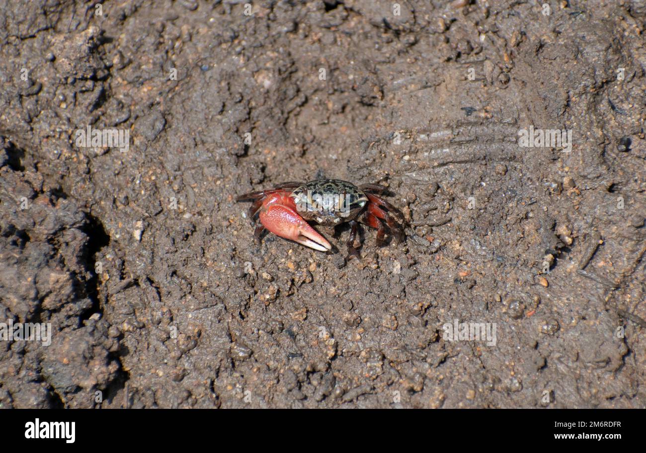 Fiddler Crab (Uca sp Stock Photo - Alamy