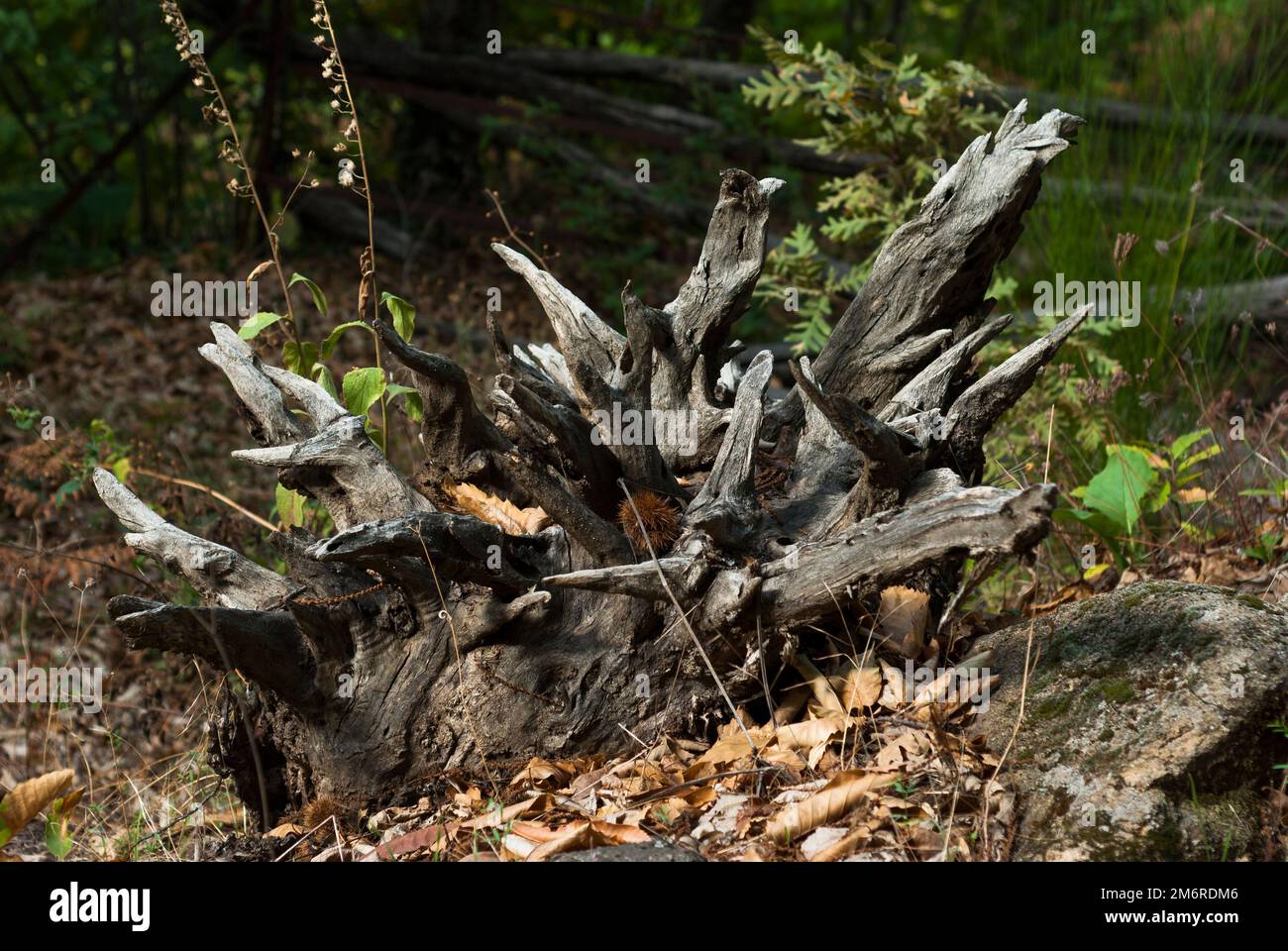 Sick dry chestnut trunk in forest with spiky figures dry disease Stock ...