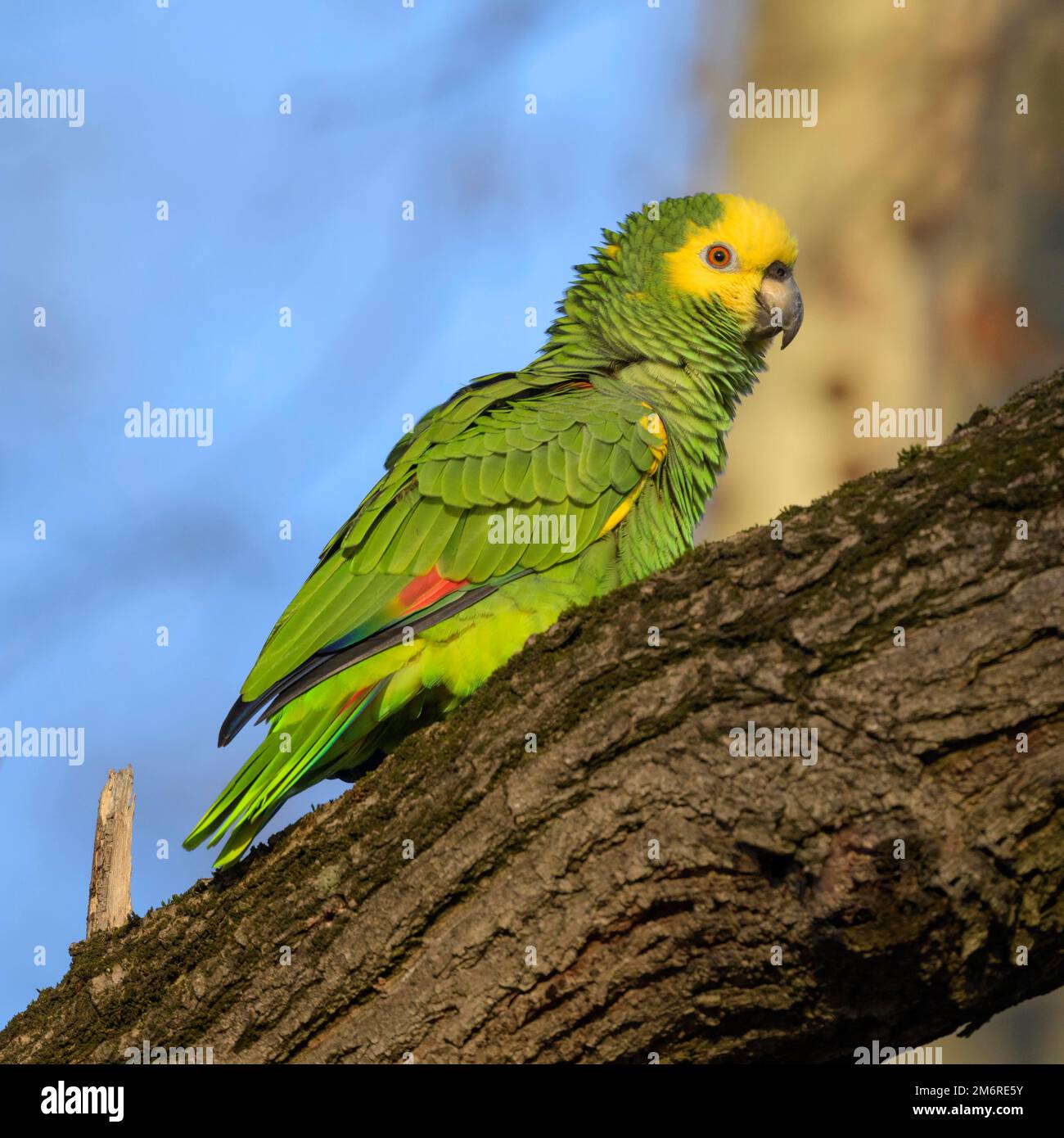 Yellow-headed Amazon (Amazona oratrix belizensis), sitting on branch ...