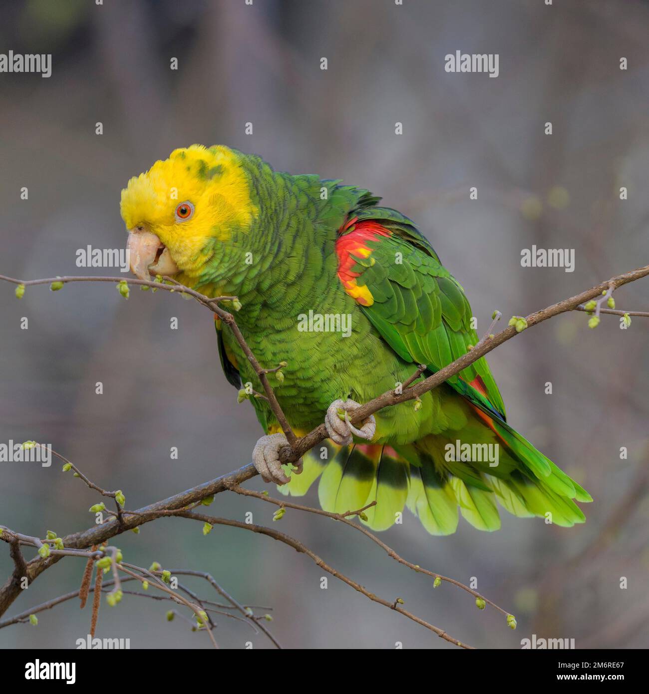 Yellow-headed Amazon (Amazona oratrix belizensis), feeding, Stuttgart ...