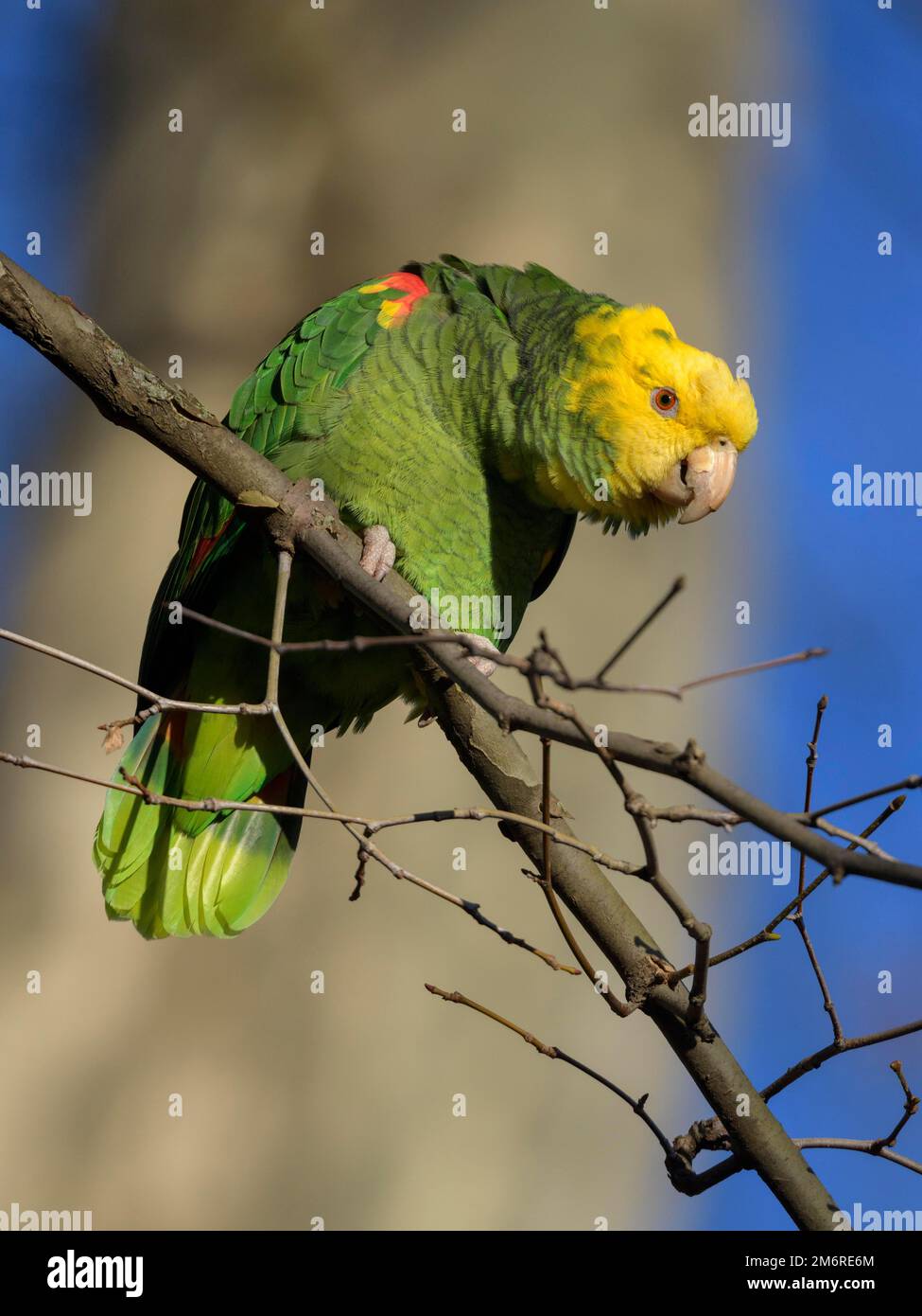 Yellow-headed Amazon (Amazona oratrix belizensis), sitting on branch in ...