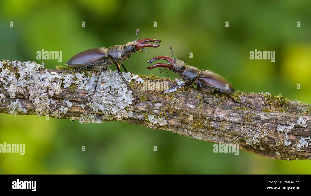 Stag beetle (Lucanus cervus), two males in fighting position on a ...