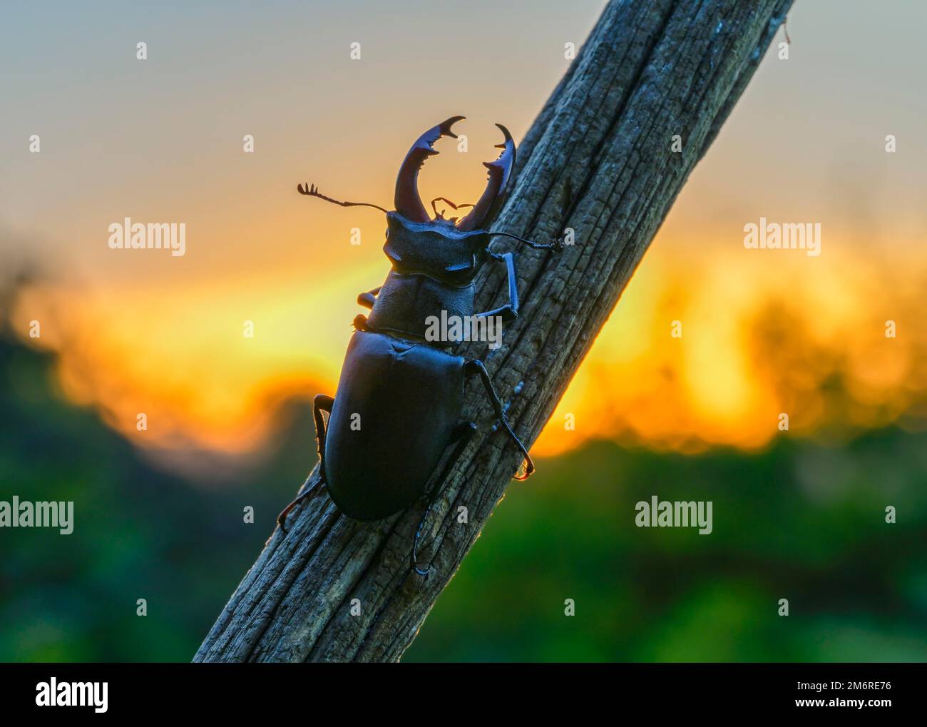 Stag beetle (Lucanus cervus), male on moss-covered branch against red ...