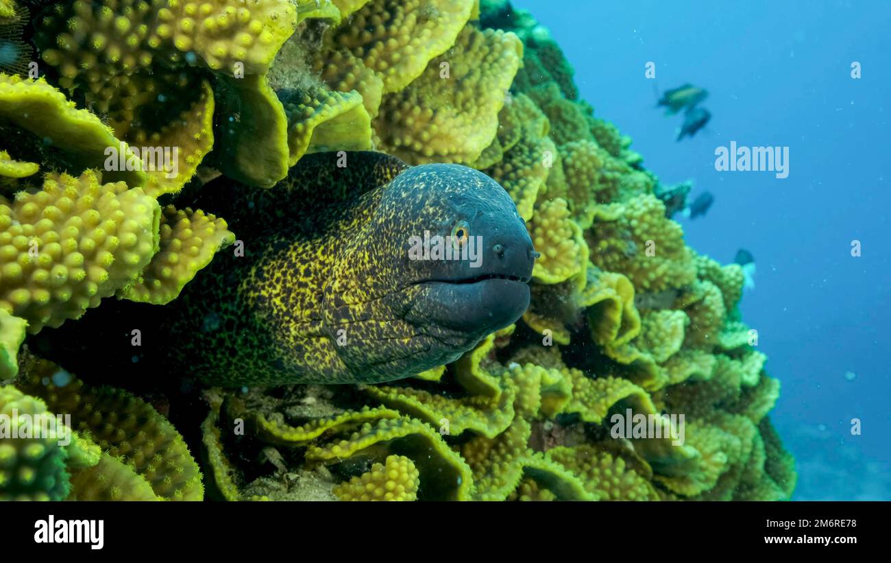Yellow Edged Moray Eel (Gymnothorax flavimarginatus) peeks out of its ...