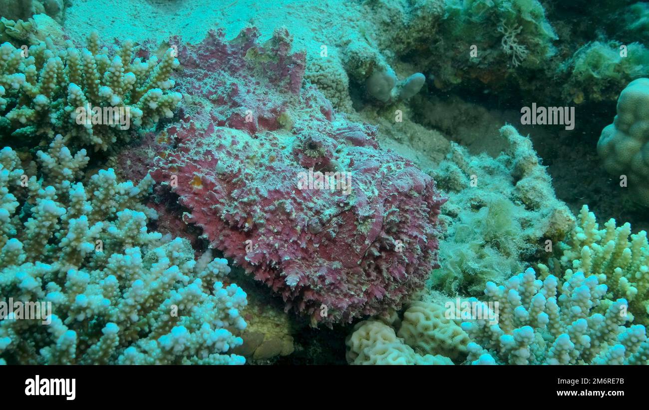 Close-up of pink Stonefish lies on corals. Reef Stonefish (Synanceia ...