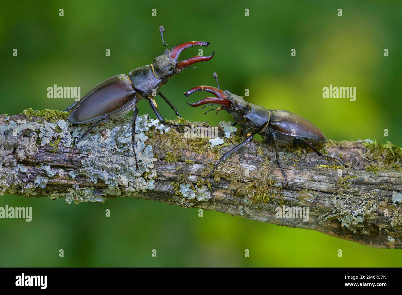 Stag beetle (Lucanus cervus), two males in fighting position on a ...