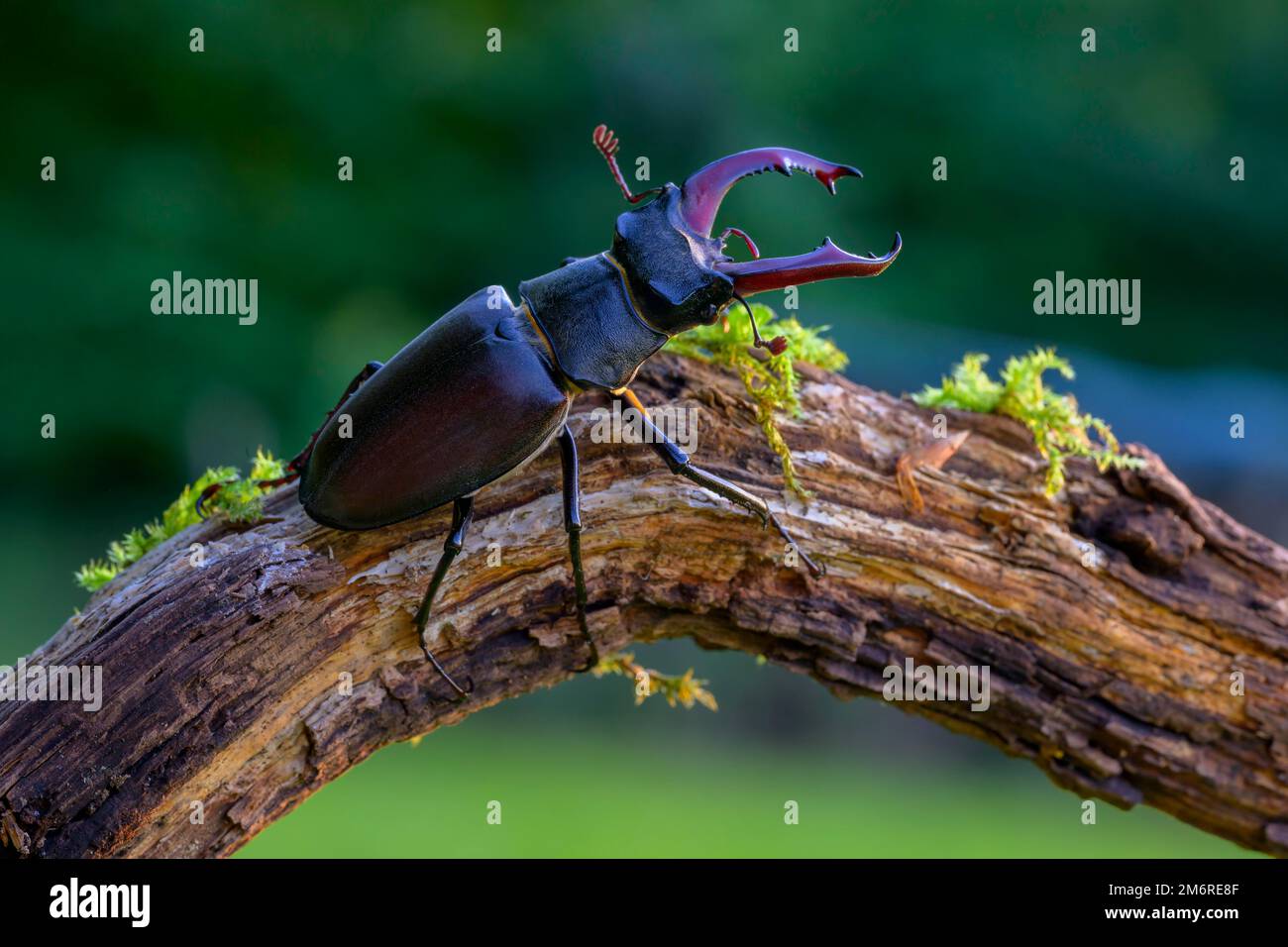 Stag beetle (Lucanus cervus), male on moss-covered branch, biosphere ...