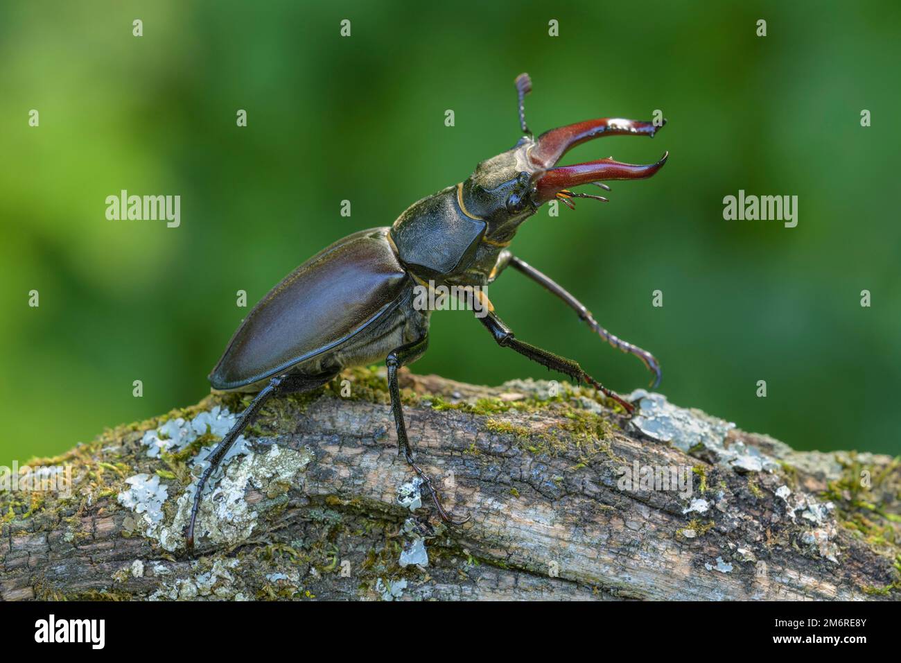 Stag beetle (Lucanus cervus), male on moss-covered branch, biosphere ...