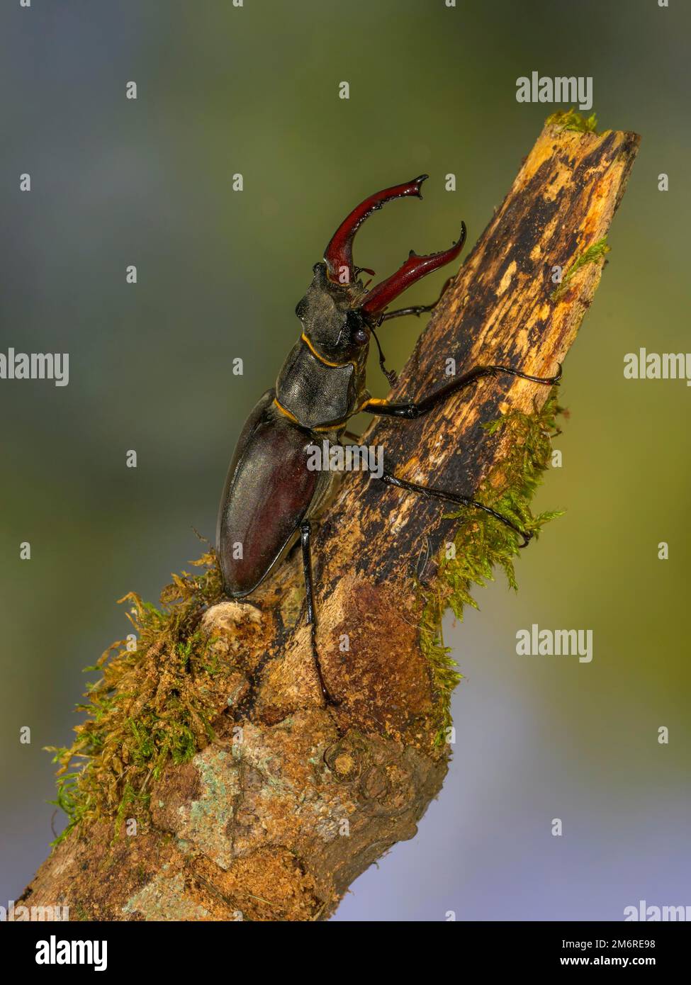 Stag beetle (Lucanus cervus), male on moss-covered branch, biosphere ...