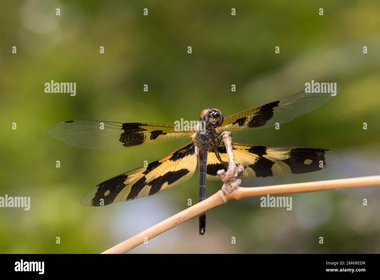 Dragonfly Common Picturewing (Rhyothemis variegata), Ubon Ratchathani ...