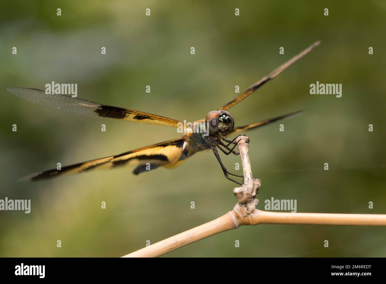 Dragonfly Common Picturewing (Rhyothemis variegata), Ubon Ratchathani ...
