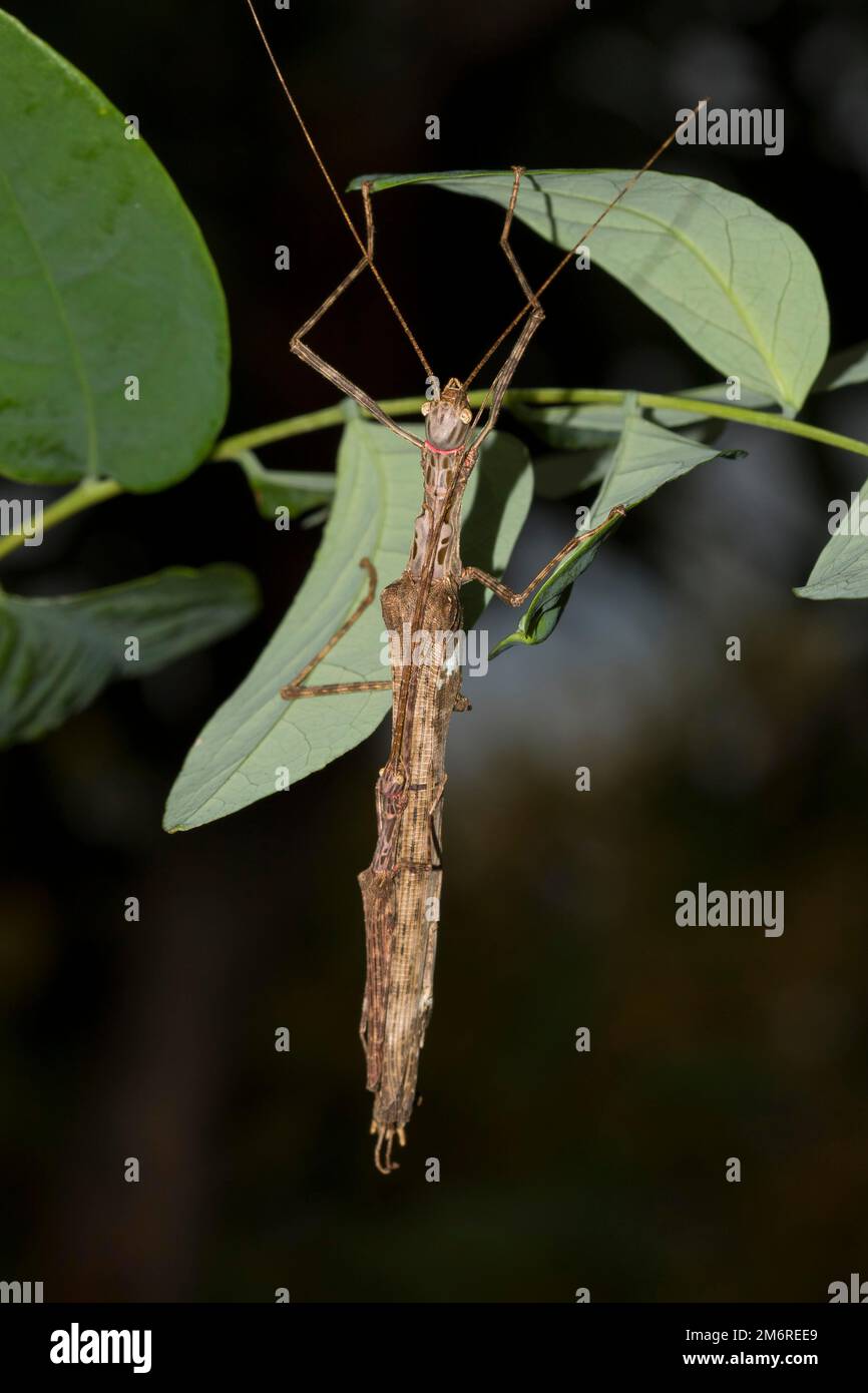 Ghost insect, stick insect (Phasmatidae) with young on its back, Ubon ...